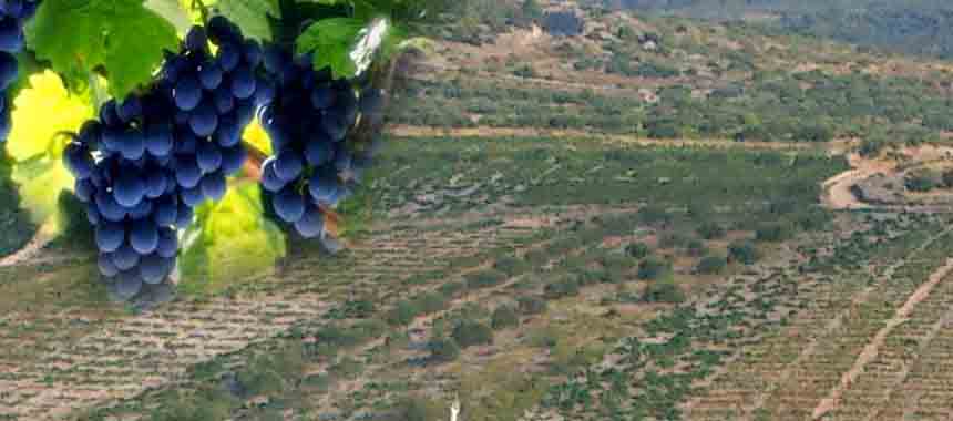 U Vinariji kreće otkup grožđa sa šibenskog i primoštenskog područja ...