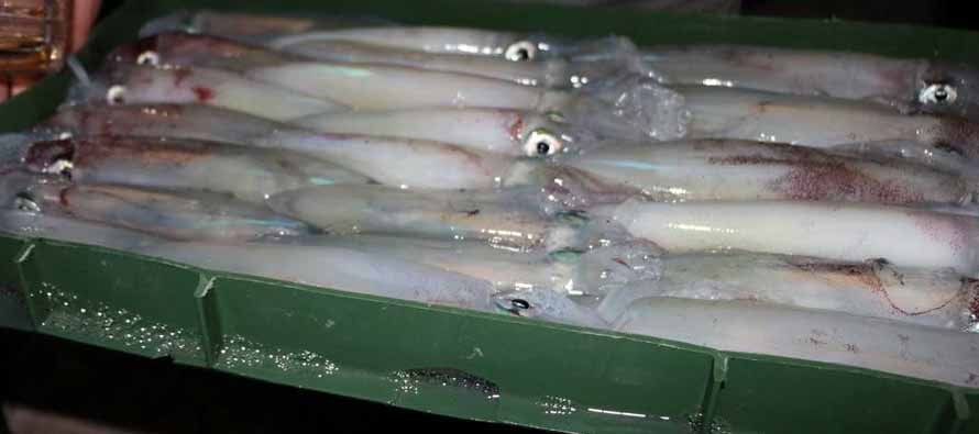 Lignjada otkazana - Primošten Plus